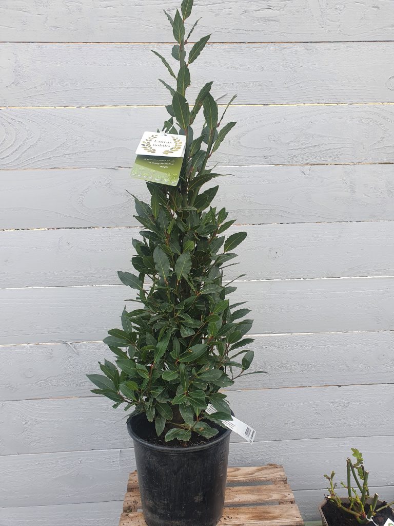 Bay Tree - Seacoast Garden Centre Limavady