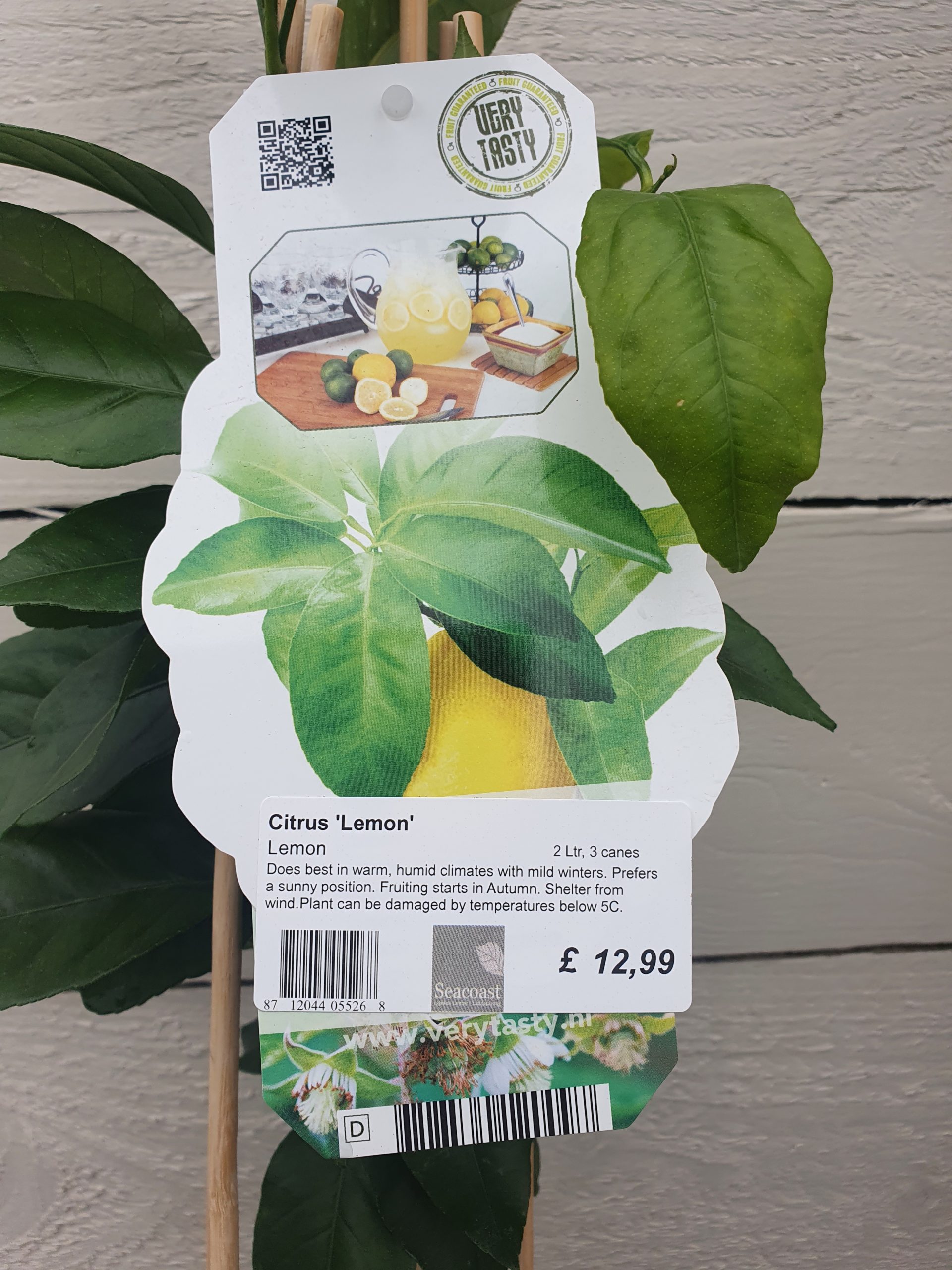 Citrus Lemon - Seacoast Garden Centre Limavady