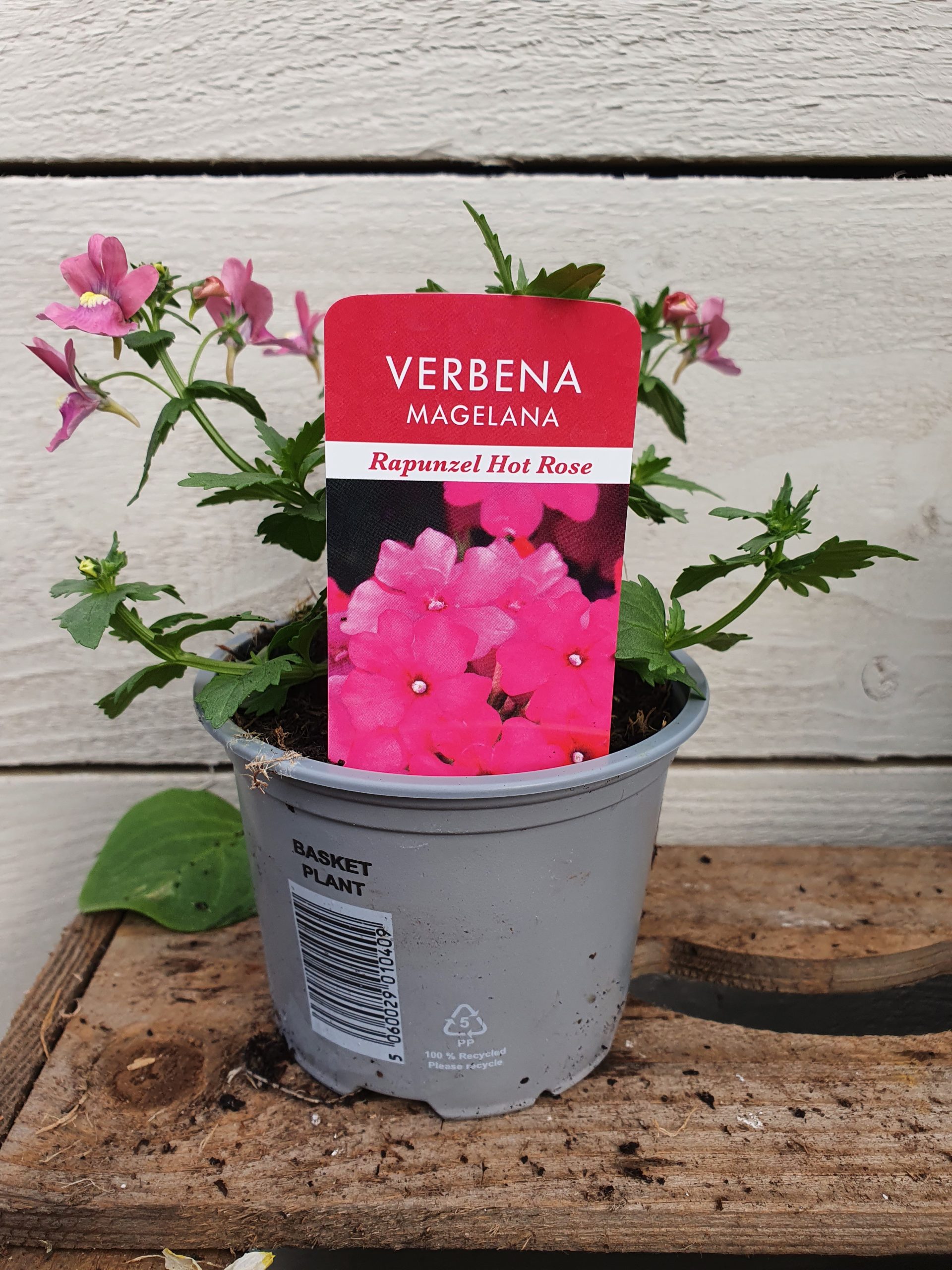 Verbena Trailing - Seacoast Garden Centre Limavady