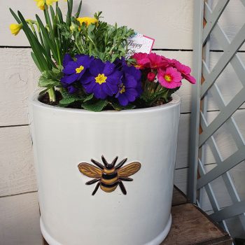 Bee Planter Large - Seacoast Garden Centre Limavady